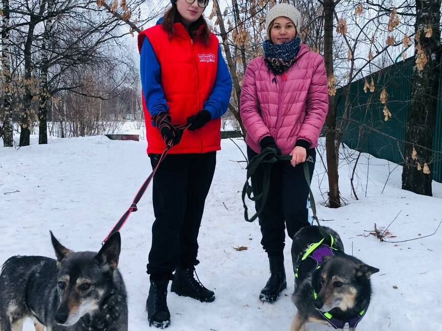 Ждём волонтеров в приют для собак и кошек