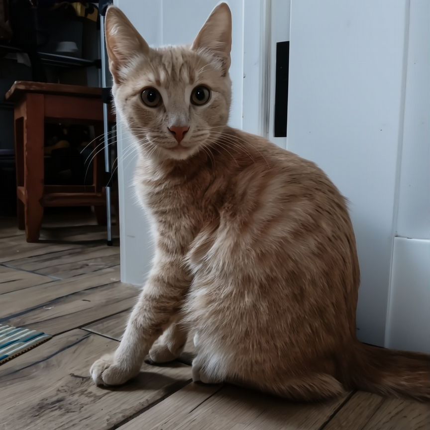 Котёнок в добрые руки