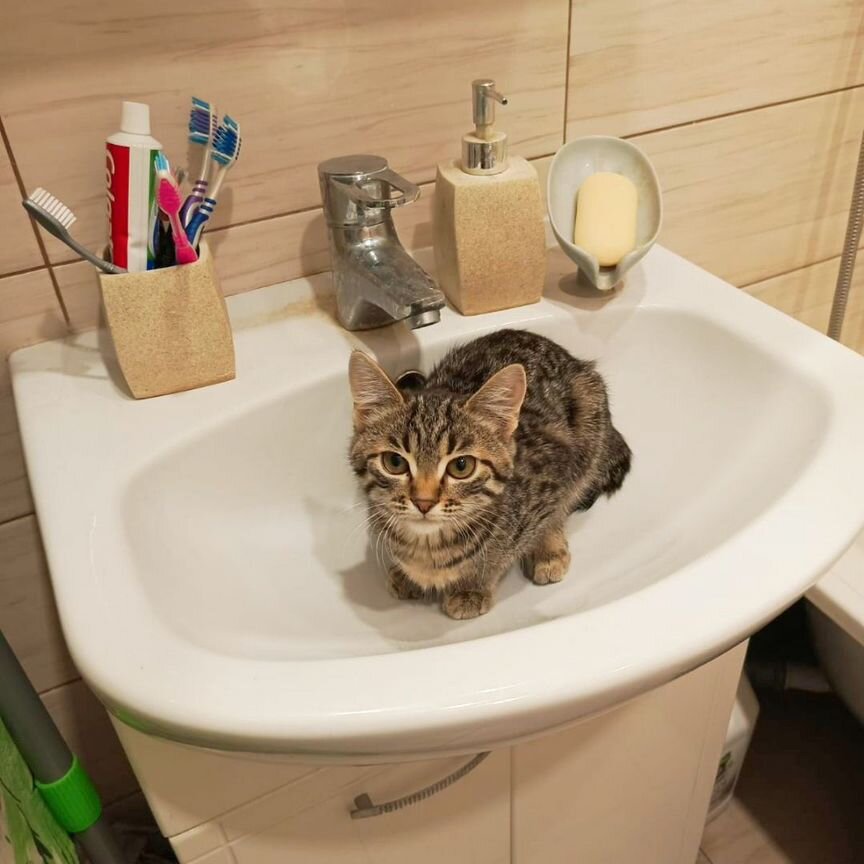 Кошка