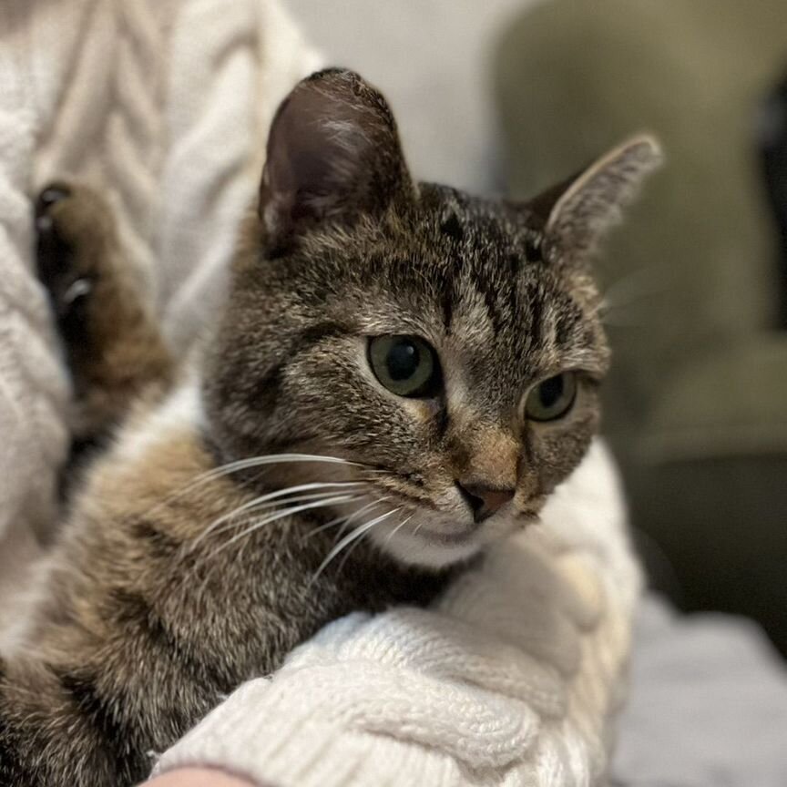 Кошечка в добрые руки