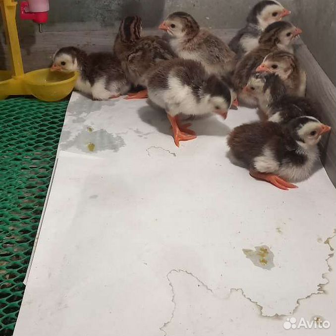 Цесарки суточные