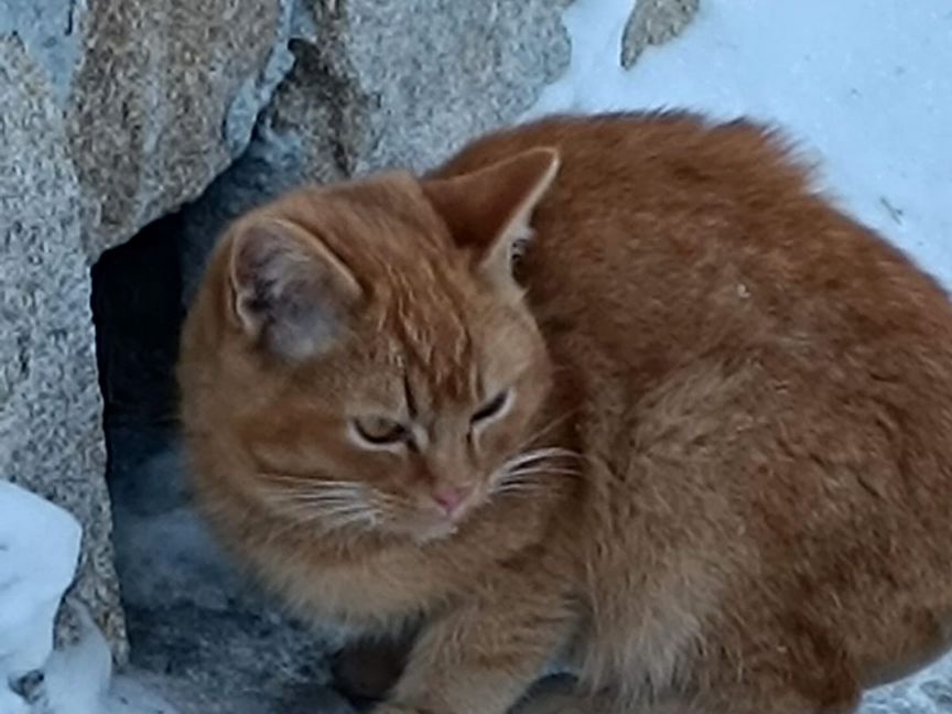 Кошки в добрые руки бесплатно