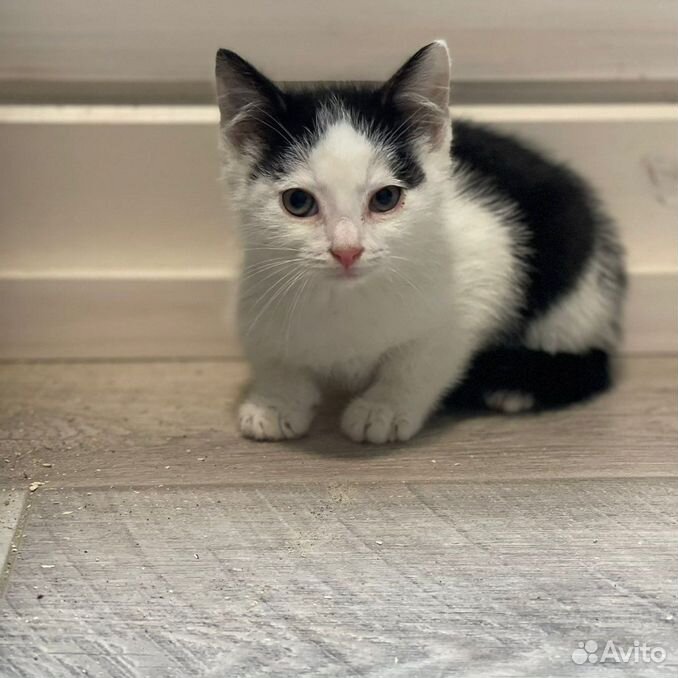 Нежный белоснежный малыш 2 мес