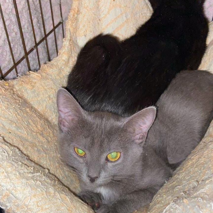 Ариша ищет дом