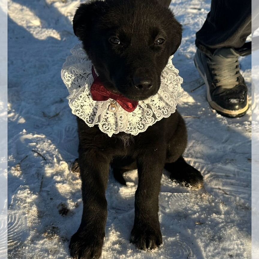 Щенок один на улице