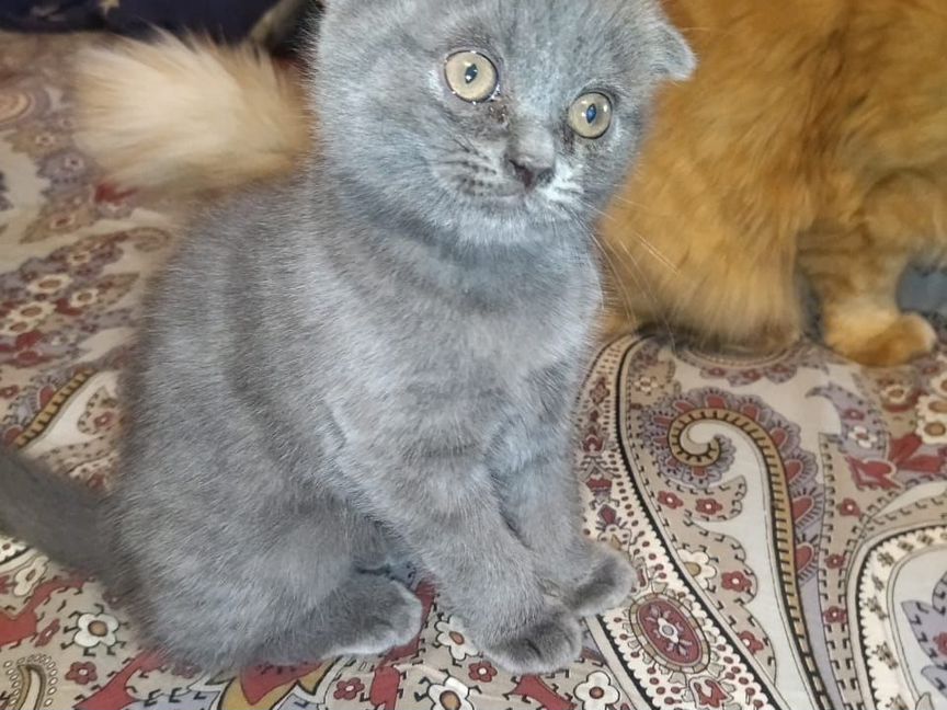 Шотландская вислоухая