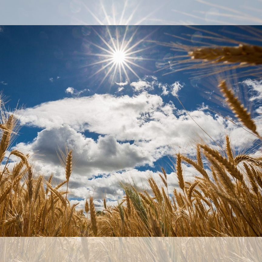 Продаётся зерно пшеницы