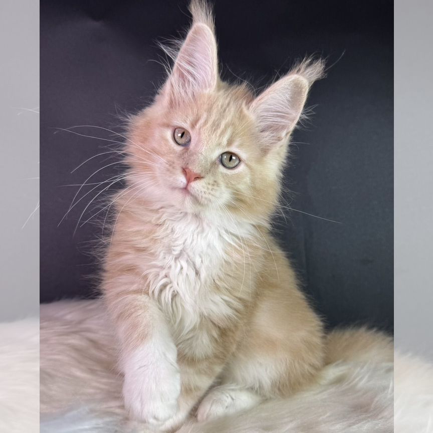 Мейн-кун котёнок