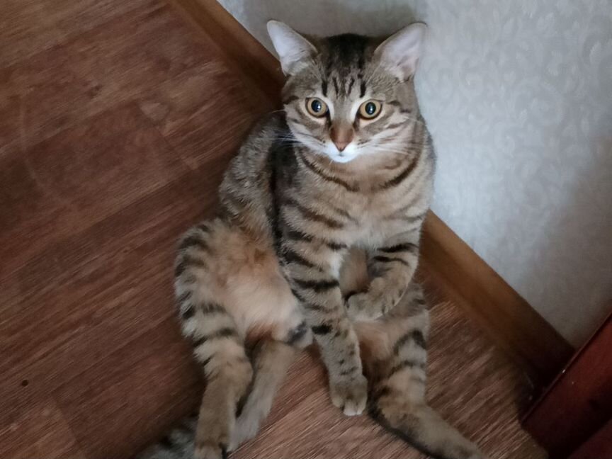 Отдам котика в добрые руки