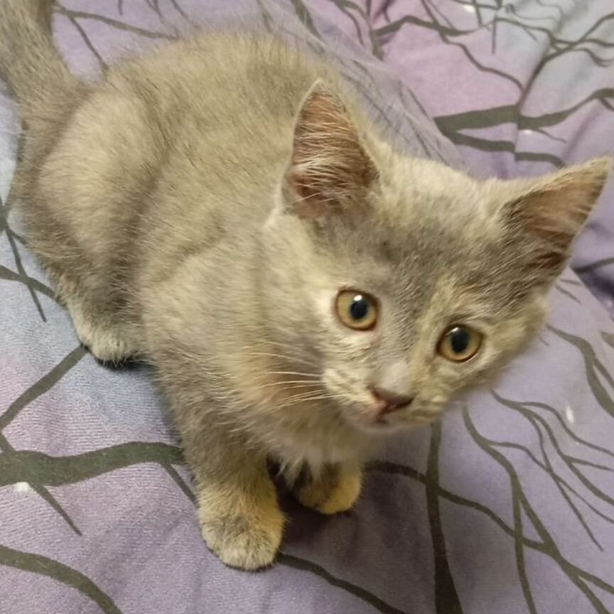 Котёнок в добрые руки
