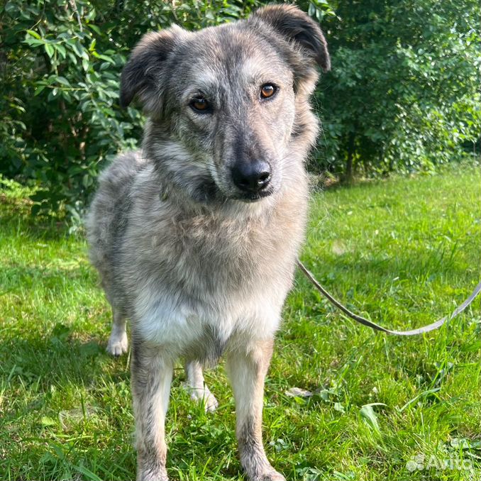 Собака девочка Айка 1,5 года