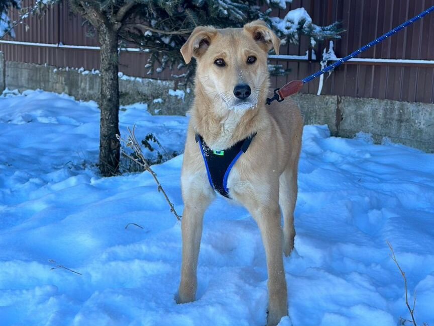 Классная собачка Fanta в добрые руки