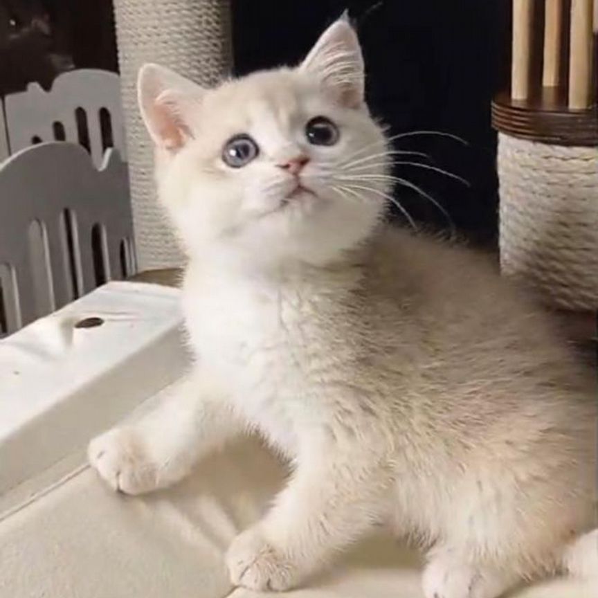 Котик Bri 12