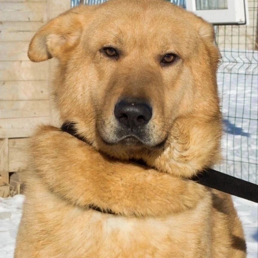 Геркулес ищет любящую семью