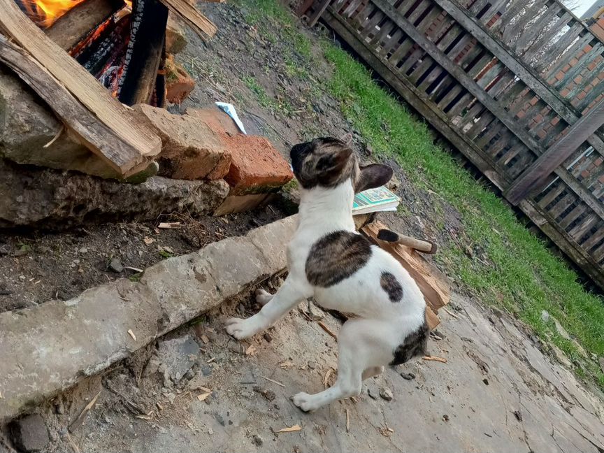 Собака в добрые рук бесплатно, в связи с переездом