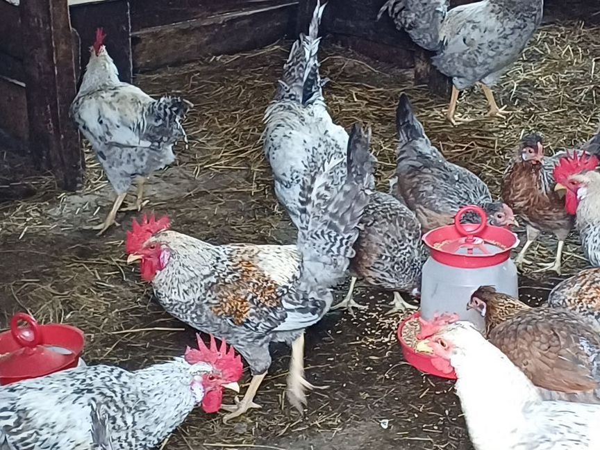 Молодые петухи легбар кремовый