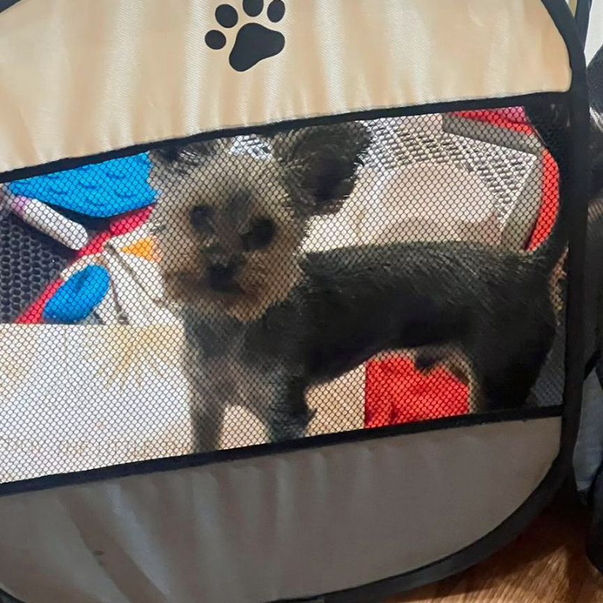 Йоркширский терьер