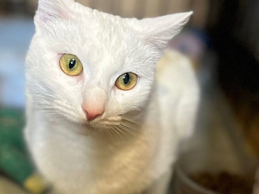 Ласковая домашняя полностью белая кошечка ищет дом