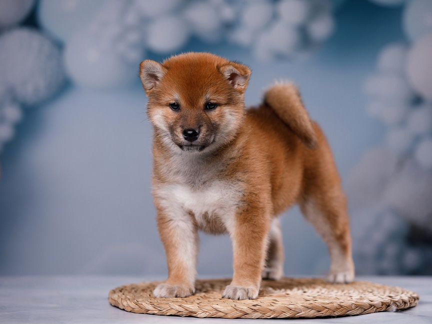 Щенки сиба ину отец импорт Япония