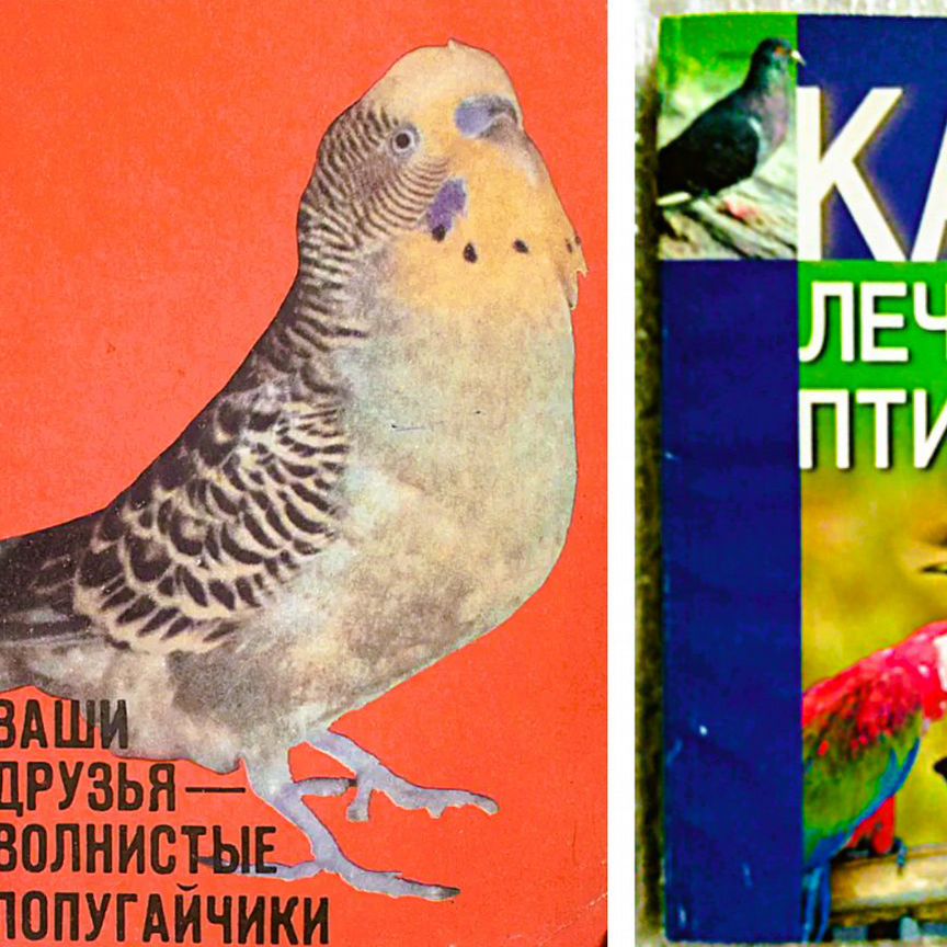 Ваши друзья волнистые попугайчики Как лечить птиц