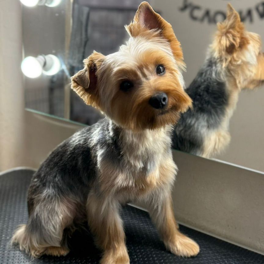 Вязка мальчика-йорка