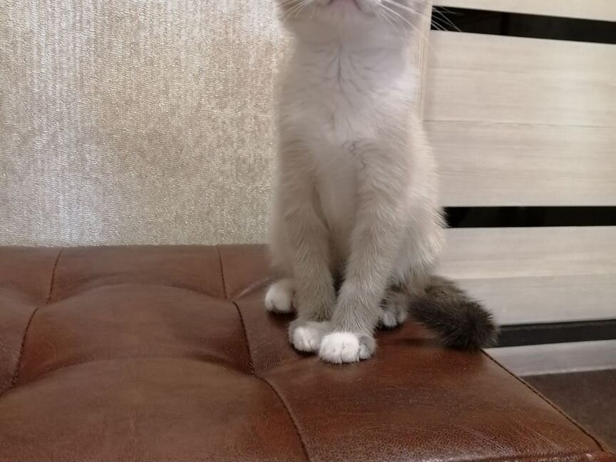 Кошки породистые