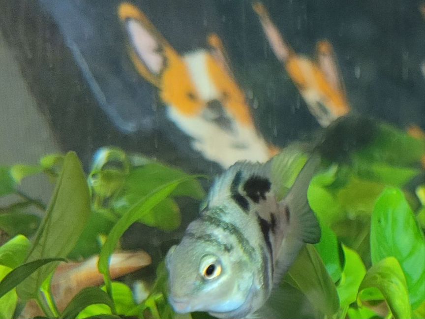 Цихлида попугай