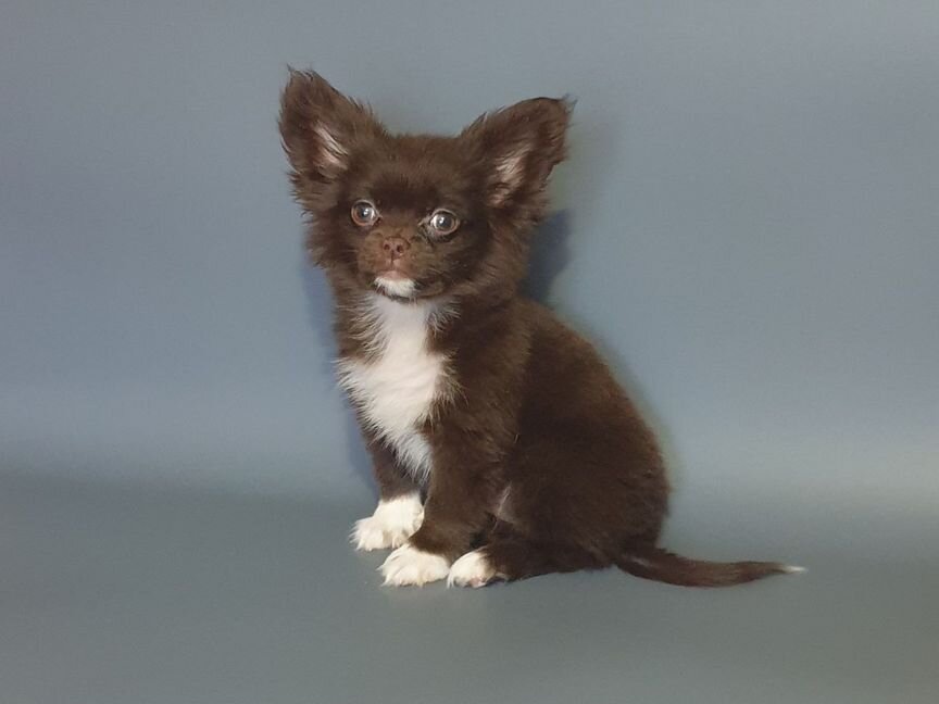 Шоколадная девочка Чихуахуа