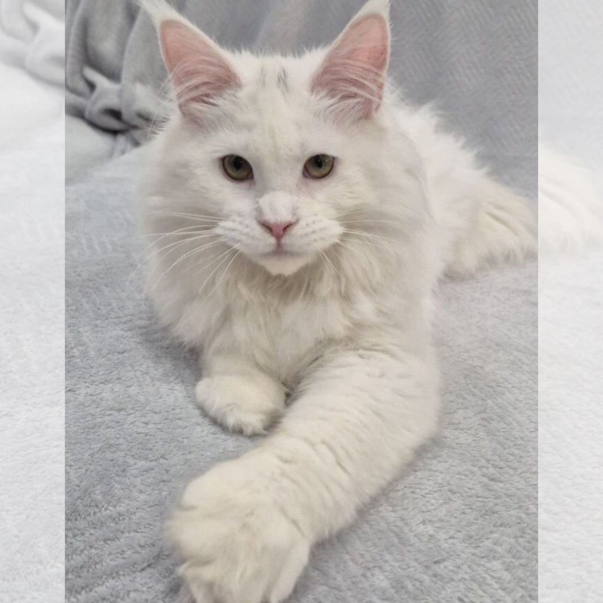 Мейн-кун котёнок