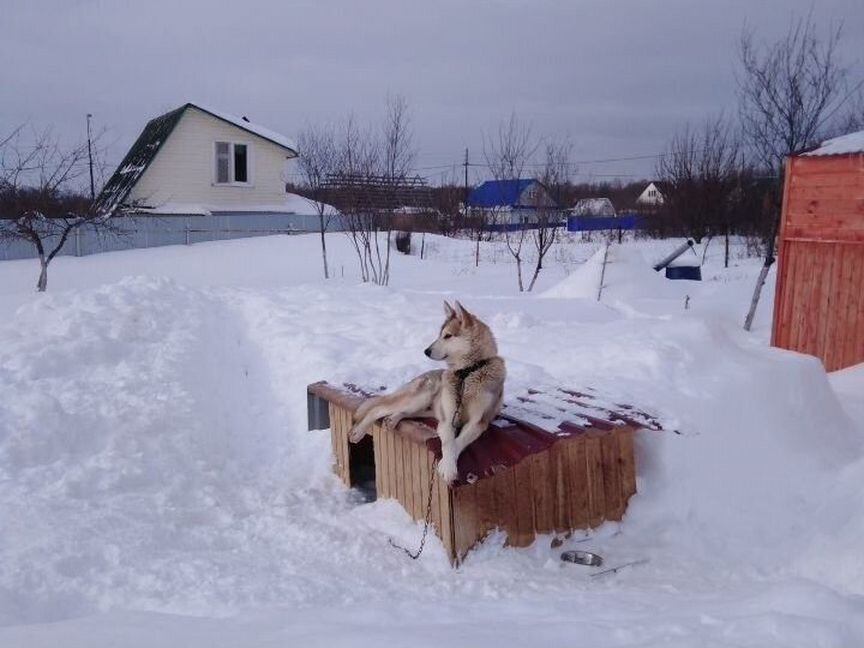Сибирский хаски