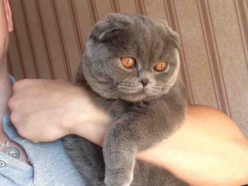 Шотландский вислоухий