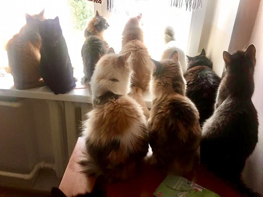 Тридцать три кошки в окне