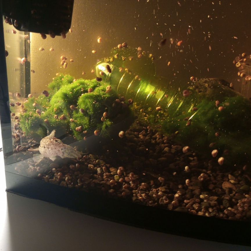 Аквариумные рыбки бесплатно