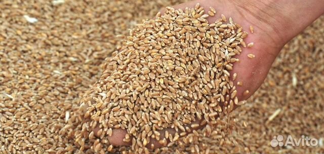 Продается ячмень и пшеница нового урожая купить в Засосне Животные и