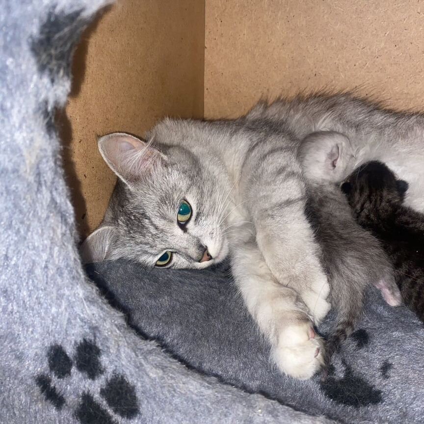 Котята в добрые руки мальчики серые