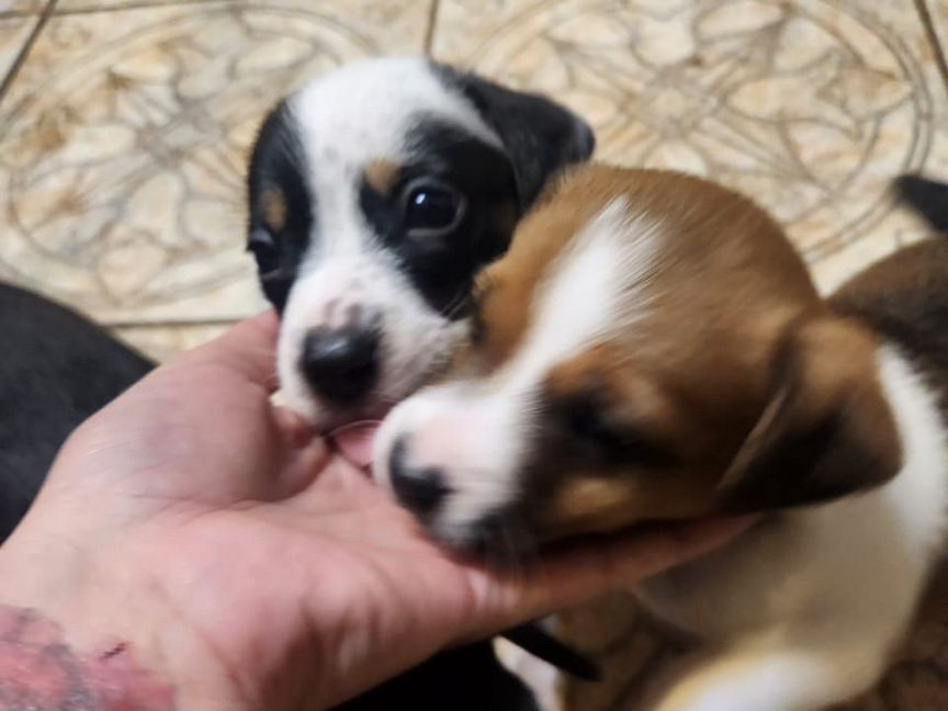 Щенки джек рассел терьер