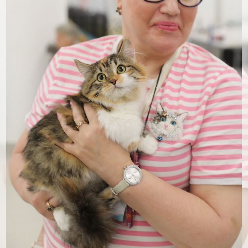 Манчкин котёнок