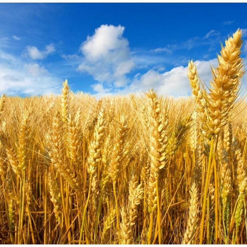 Зерно пшеница