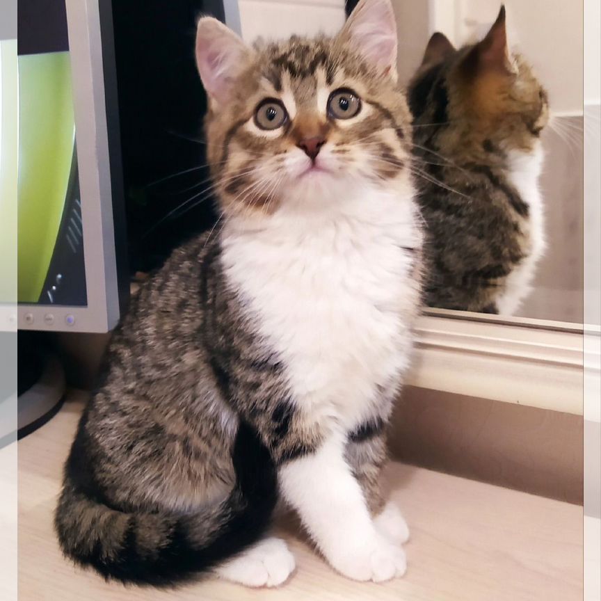 Котёнок Булочка