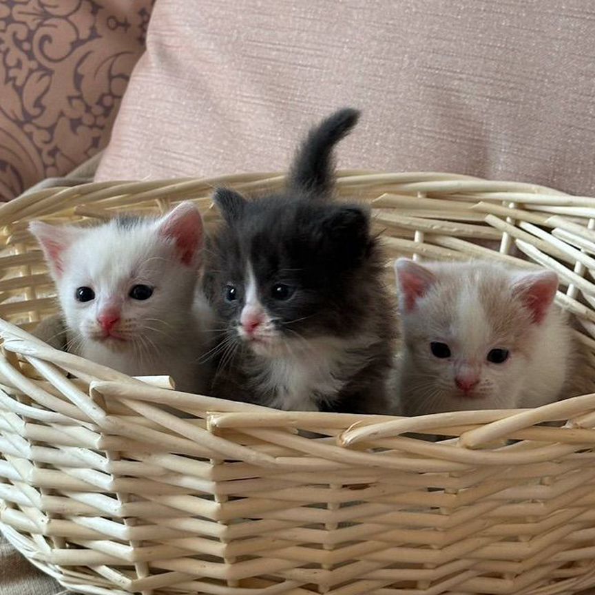 Котята в добрые руки бесплатно