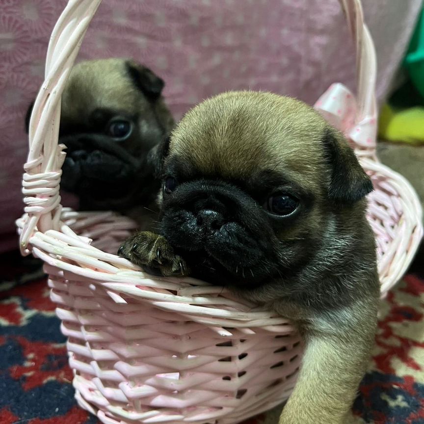 Щенки мопса