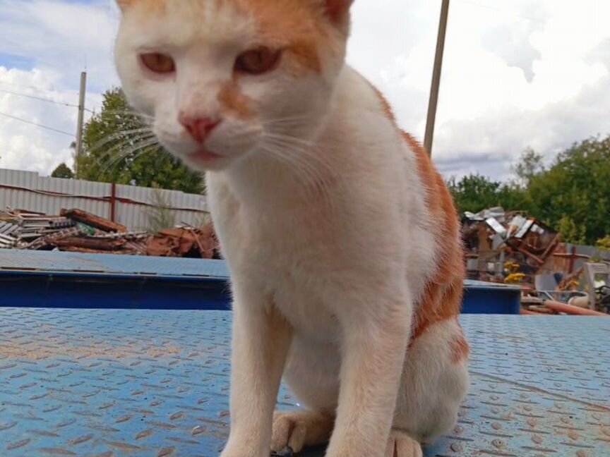 Котик с апельсиновыми глазами пропадает на улице