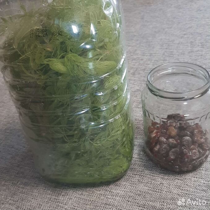 Роголистник и улитки катушки