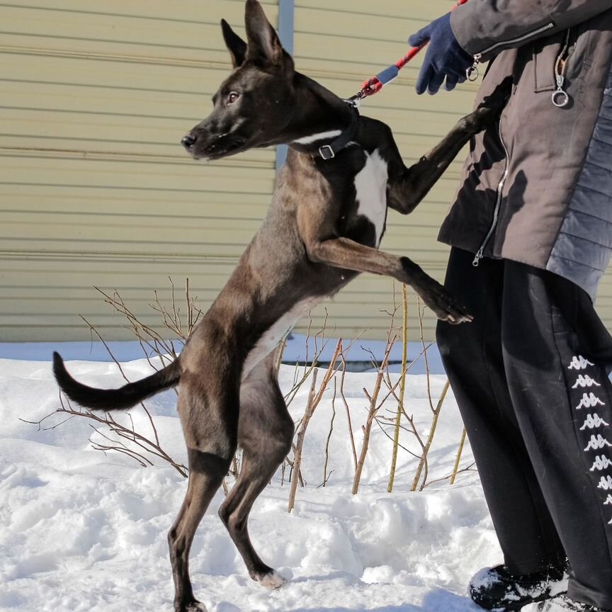 Гладкошерстная маленькая собака в дар