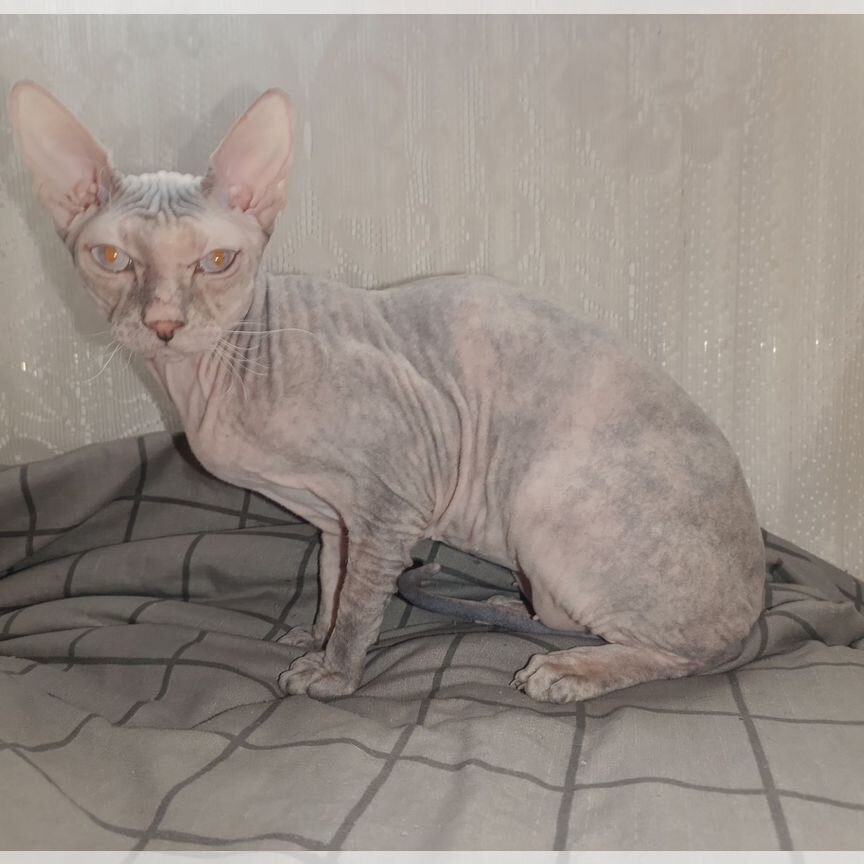 Канадский сфинкс котёнок