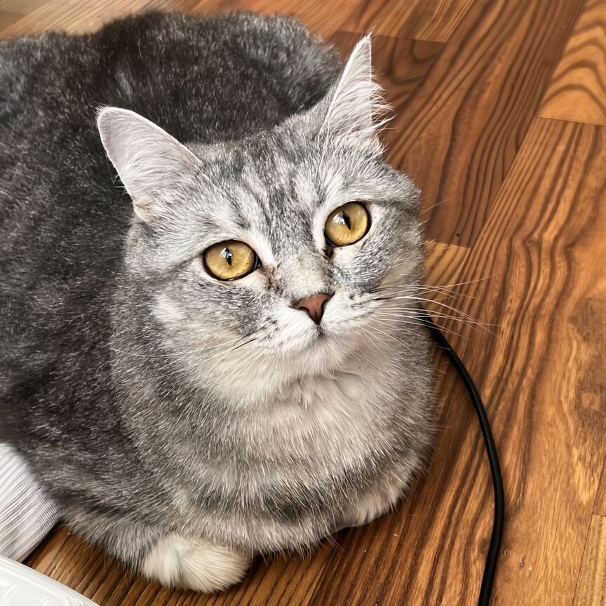 Шотландская прямоухая короткошёрстная, взрослая кошка