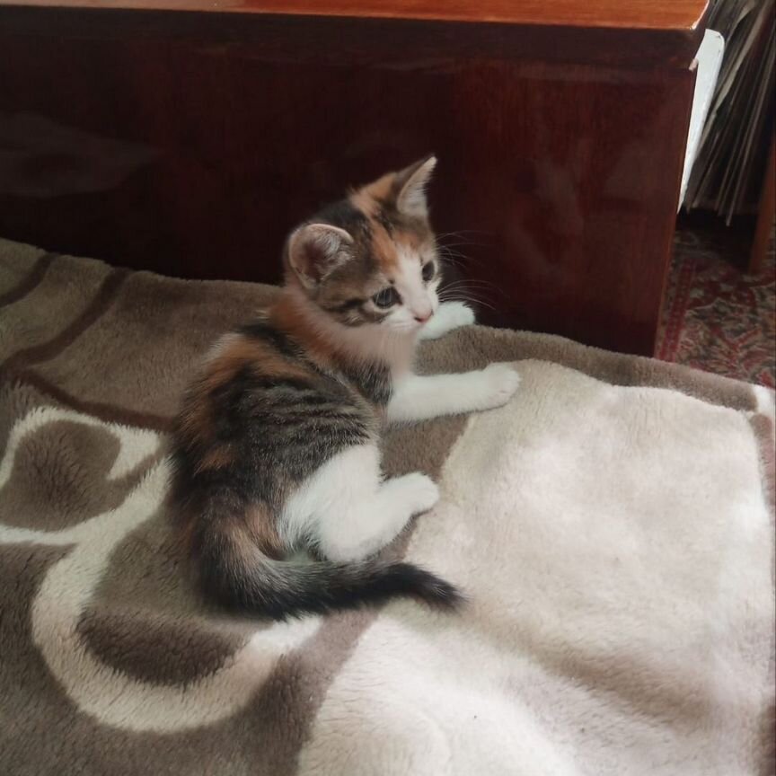 Кошечка обычная