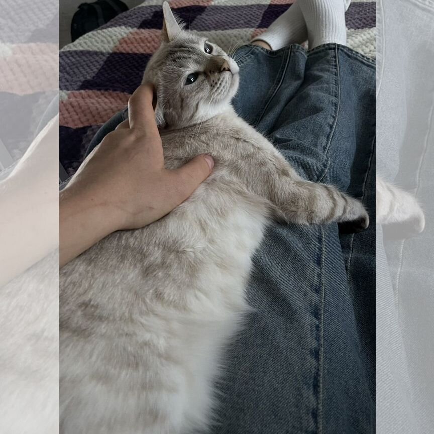 Белая бенгальная кошка