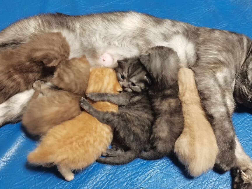 Шотландские вислоухие котята