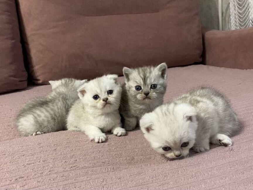 Шотландская кошка шиншилла серебристая